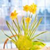 Birth Month Flowers and Their Meanings - Strawberry and Hearts