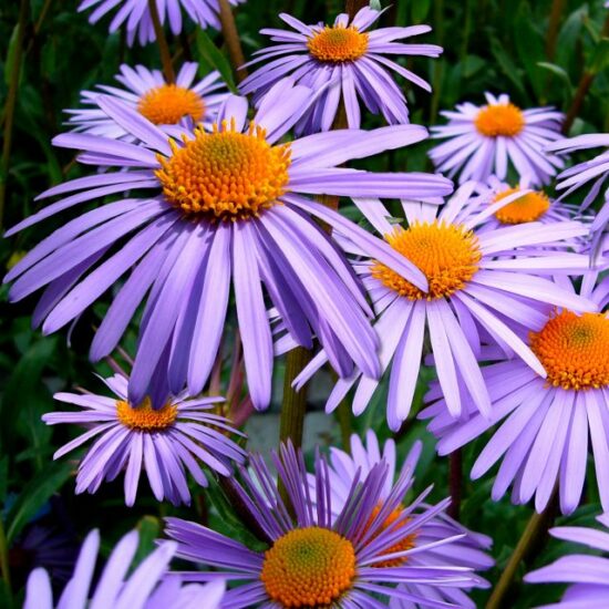 Birth Month Flowers and Their Meanings - Strawberry and Hearts