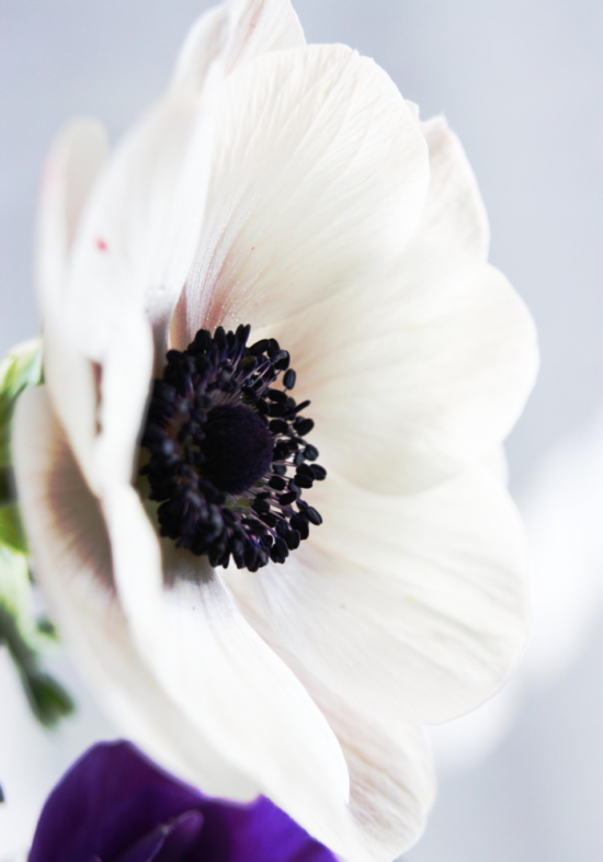 Wedding Flowers and Their Meanings - Strawberry and Hearts